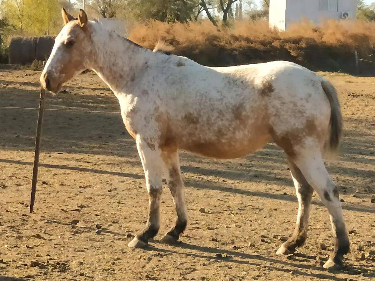 Potranca Manto Nevado (appaloosa) - Agroads