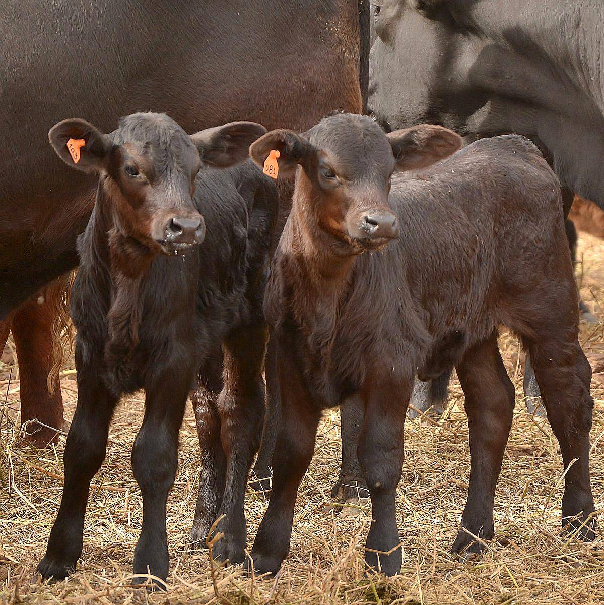 300 Terneros Angus 130 Kg Limpios $ 410 + IVA y Plazo - Agroads (cod ...