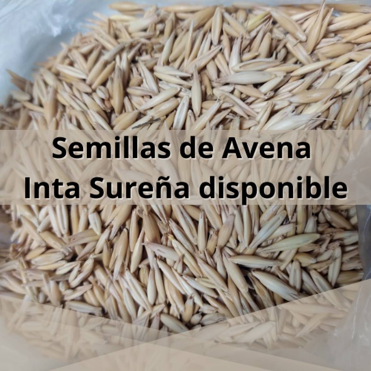 Semilla de Avena Inta Sureña - Agroads