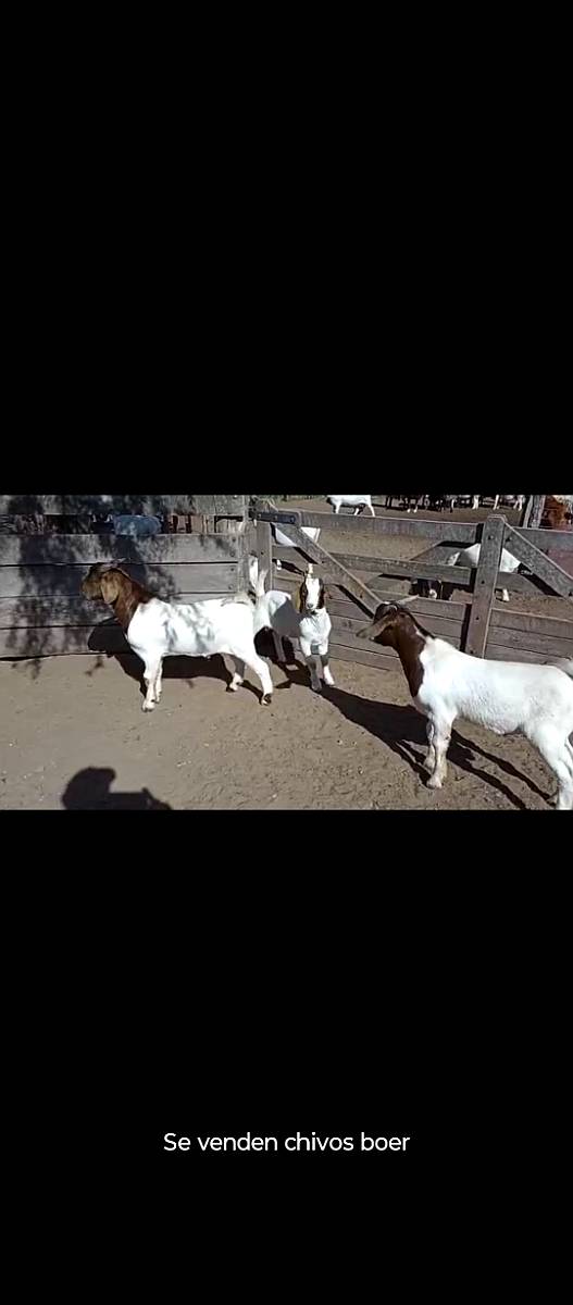 Vendo Chivas/os Boer para Cría - Agroads