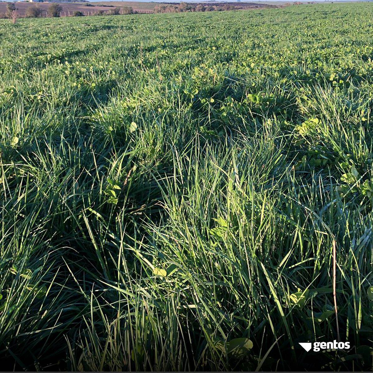 Semilla de Festuca Taita - Semillero Gentos - Agroads