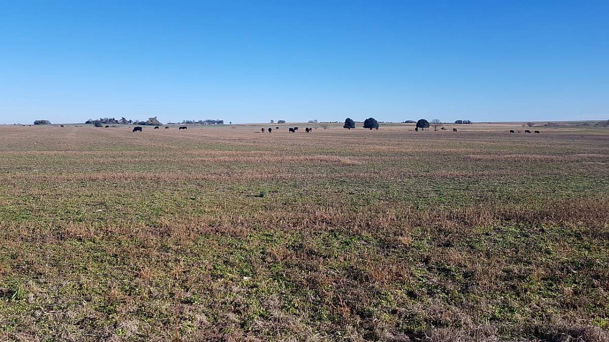 85 Has. Campo en Victoria, Entre Ríos. 85 hectáreas. - Agroads