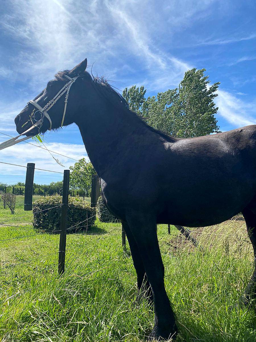 Caballo Frison Registrado (potrillo) - Agroads