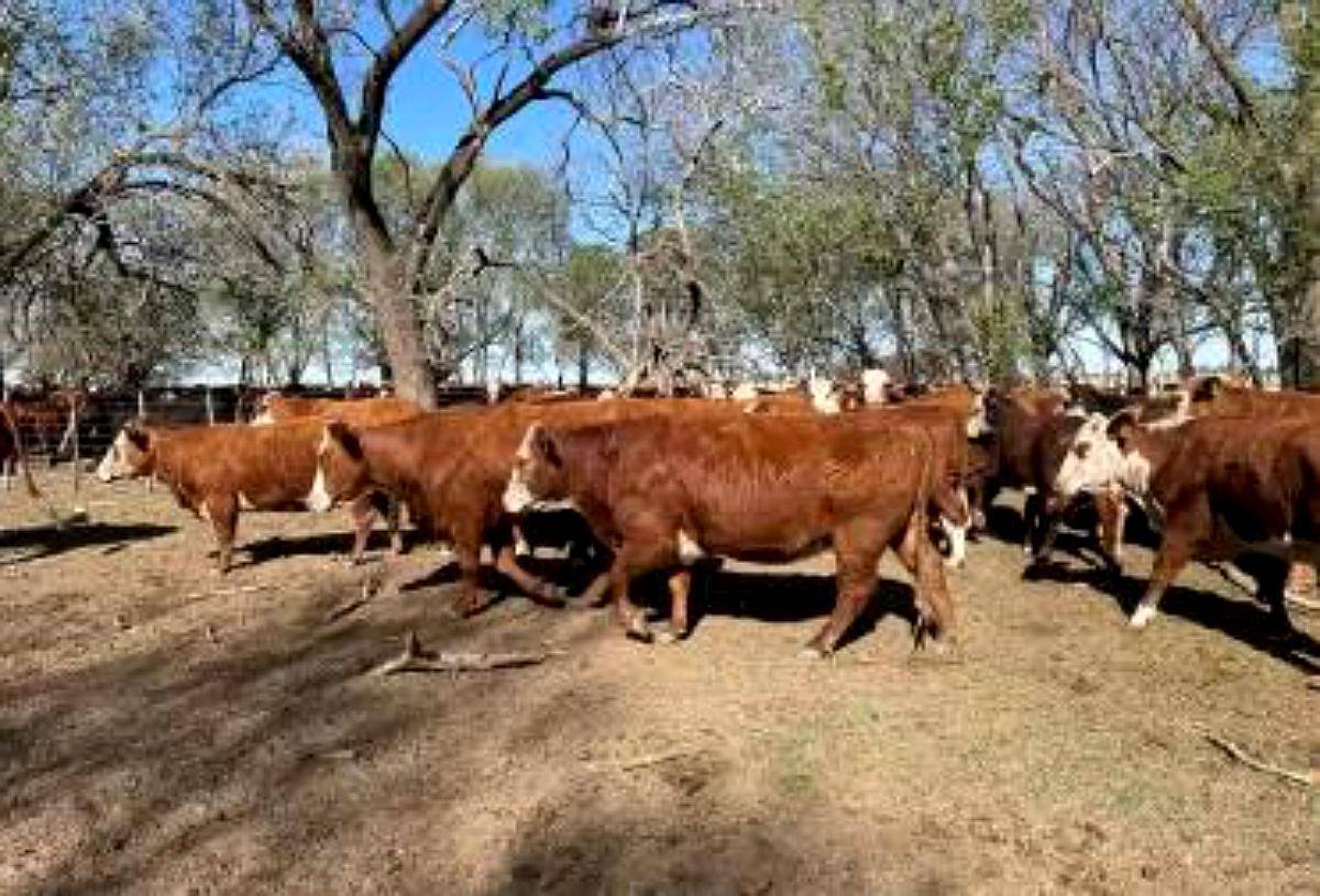 Rodeo Singular 70 Vacas Braford RE Emision 450 Kg $ 240 Fina - Agroads