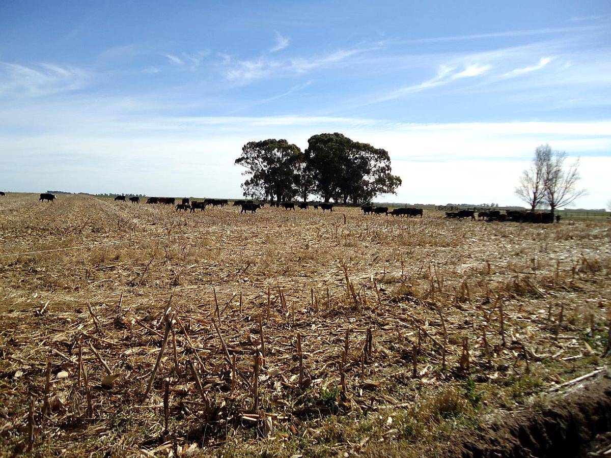 Geag - Campo Daireaux - BS AS - 627 Has. 627 hectáreas. - Agroads