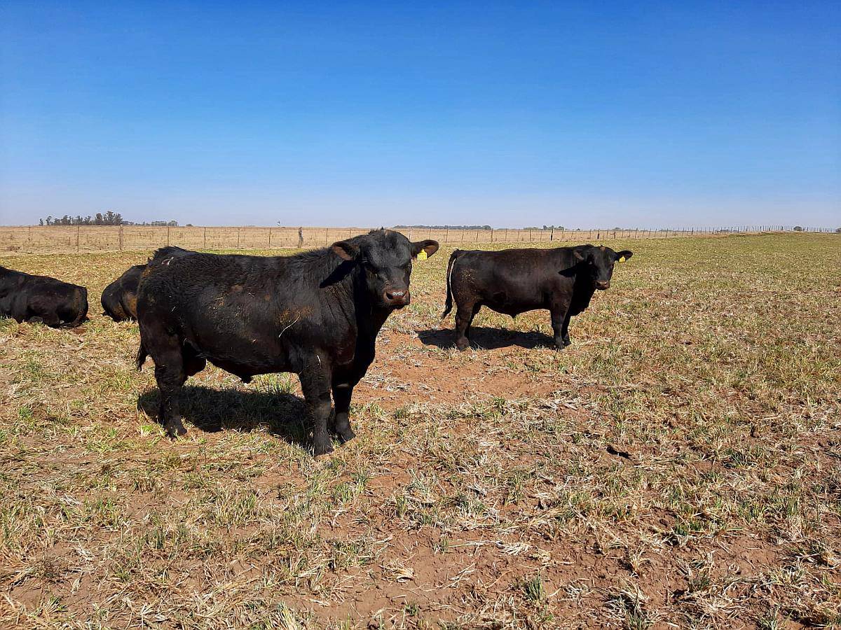 Toros Angus Puros Controlados - Agroads