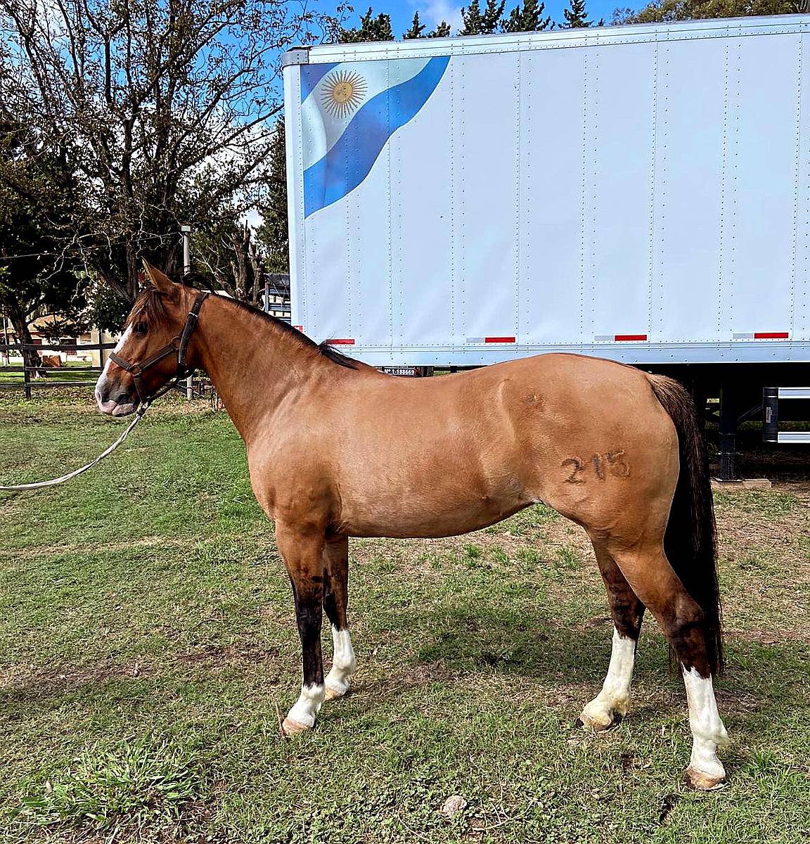 Yegua Raza Criolla con Pedigree - Agroads