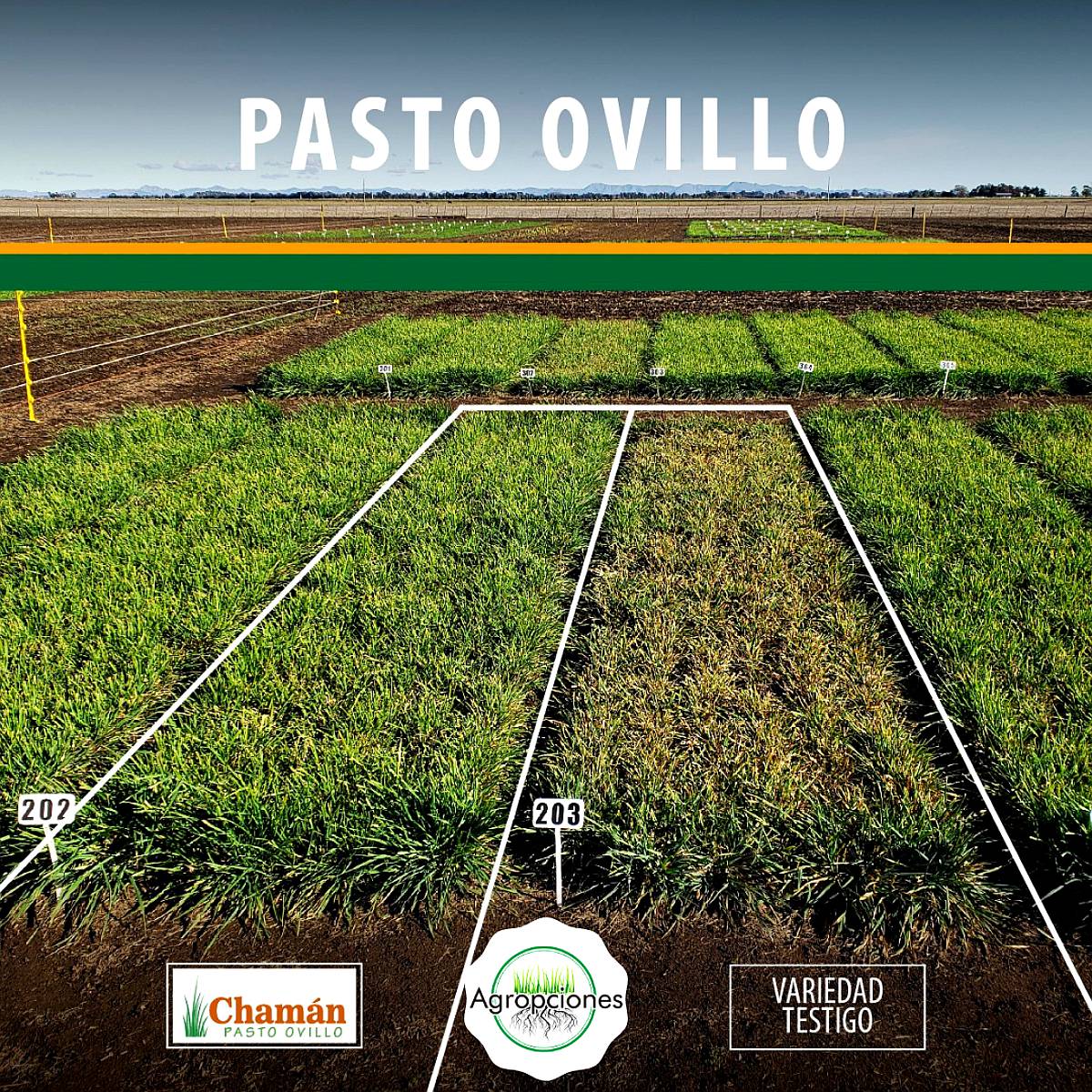 Semilla de Pasto Ovillo Chaman - Criadero el Cencerro - Agroads