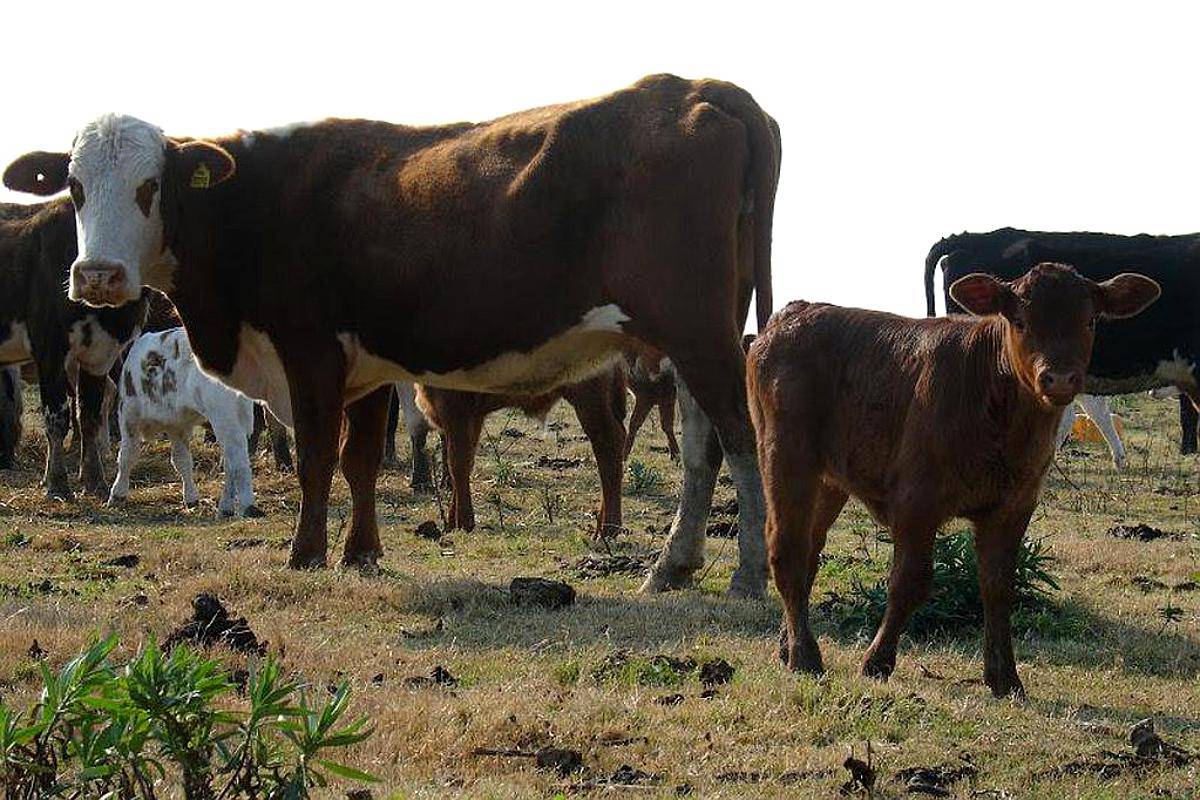 Rodeo Vulmit Delp 70 Vacas Preñadas Braford $ 175.000+ IVA - Agroads