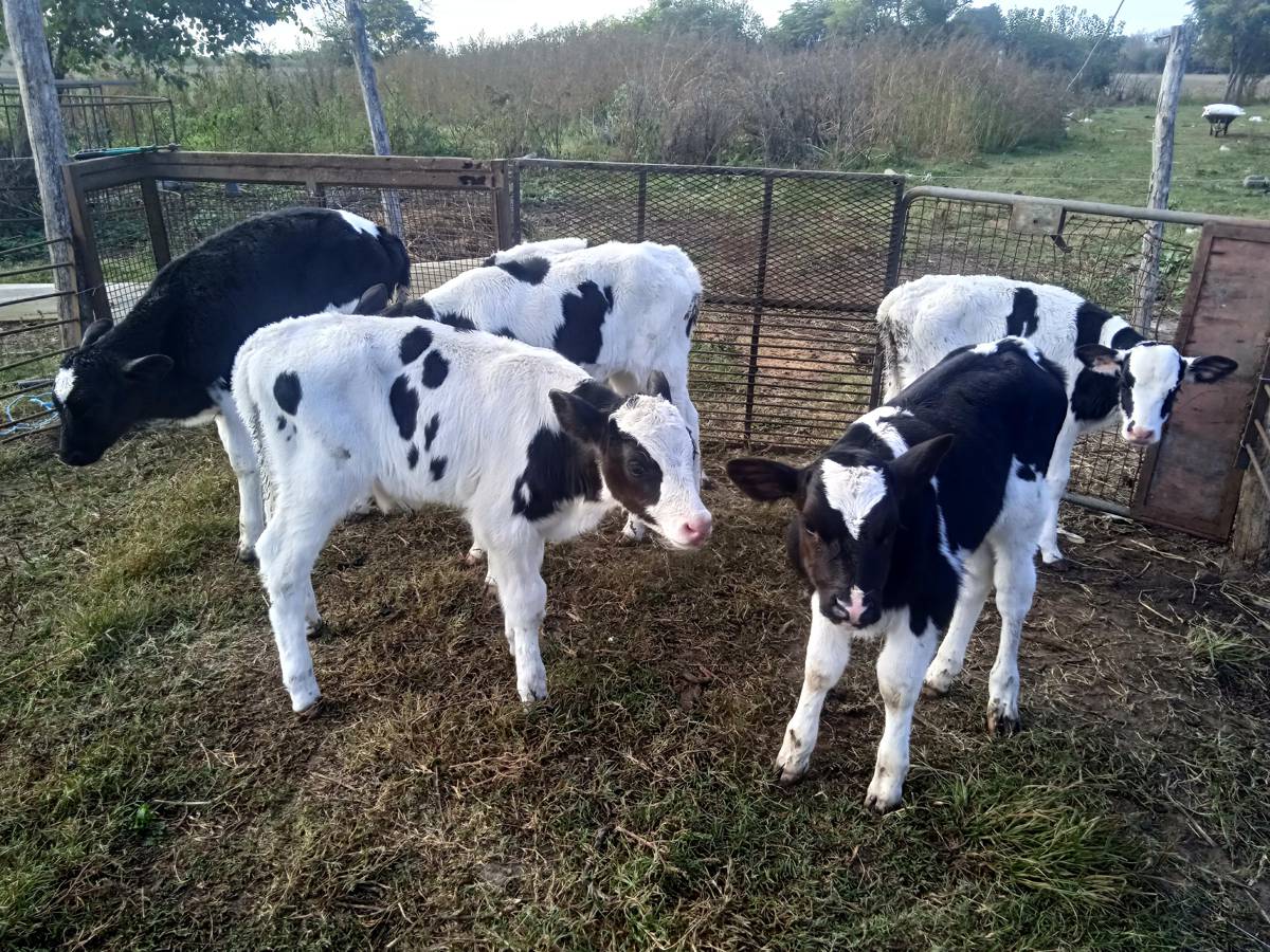 14 Terneros Comiendo Balanceado y Tomando Leche - Agroads