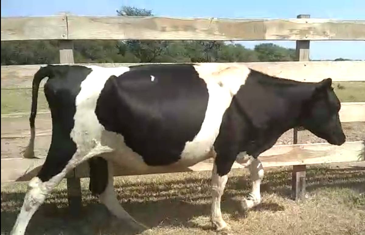 12 Vaquillonas Holando Preñadas - Agroads