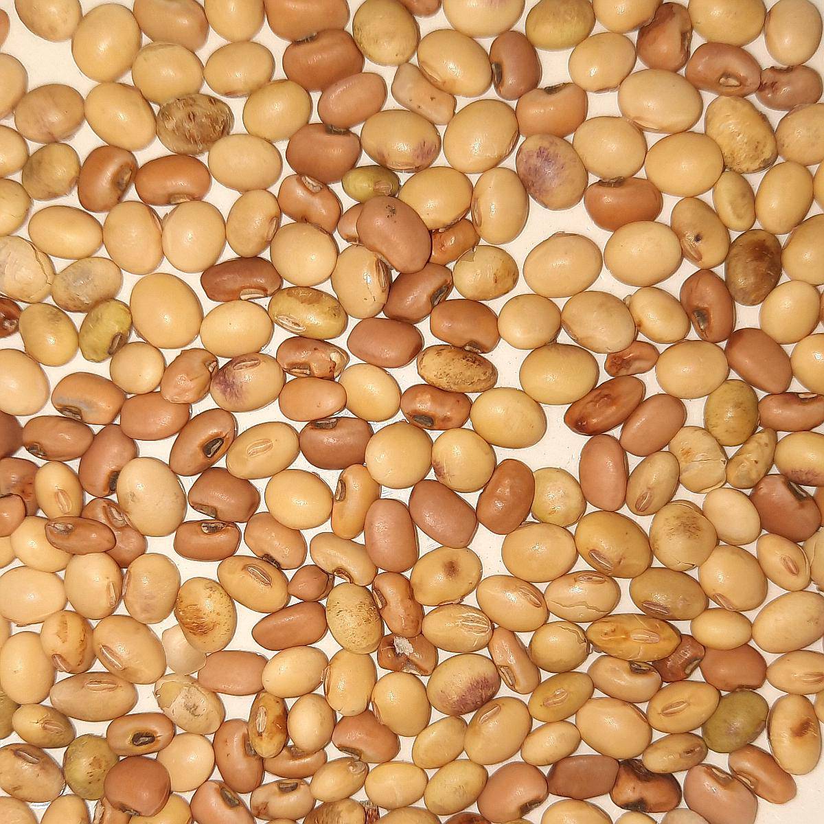 Semilla Caupi, Cultivo Cobertura, Verdeo Forrajero Destetes - Agroads