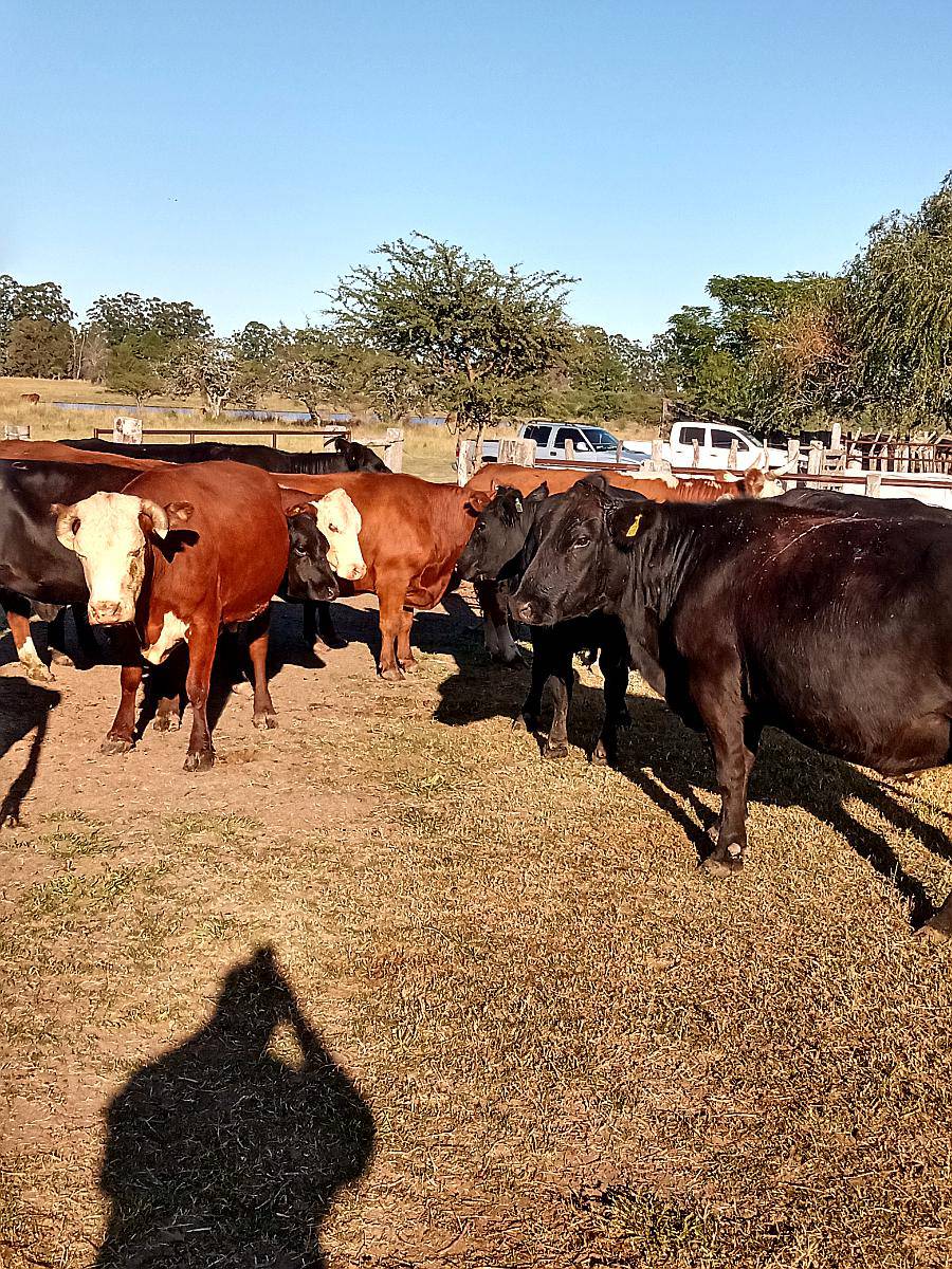Vacas CUT Entre Ríos Preñadas - Agroads (cod: 710835)