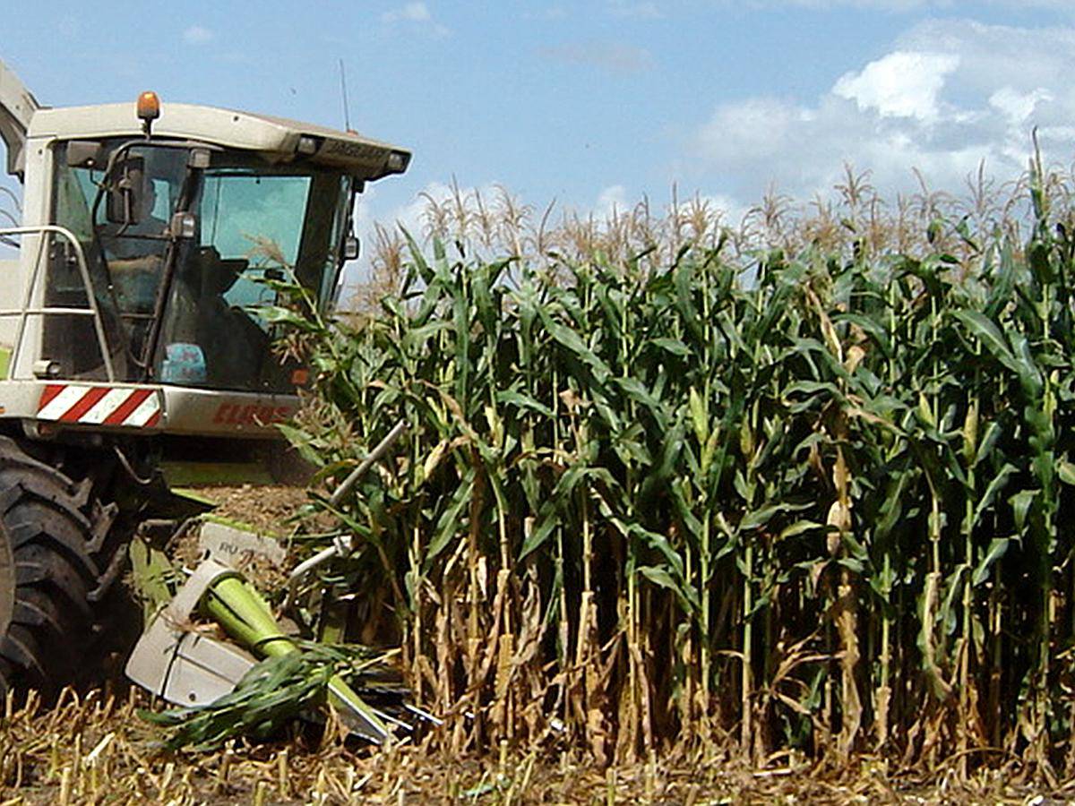 Semilla de Maiz Silomax - Semillero Albert - u$s 100 - Agroads