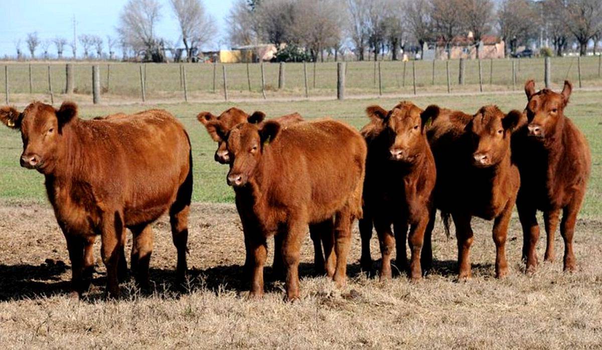 15 Terneras Angus 260 Kg Puras $ 340+ IVA Sucias - Agroads