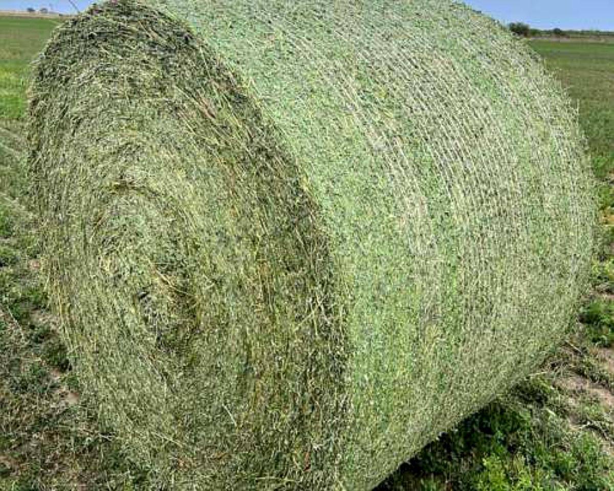Rollos de Alfalfa 500 Kg Recien Enfardados Carmen de Areco - Agroads
