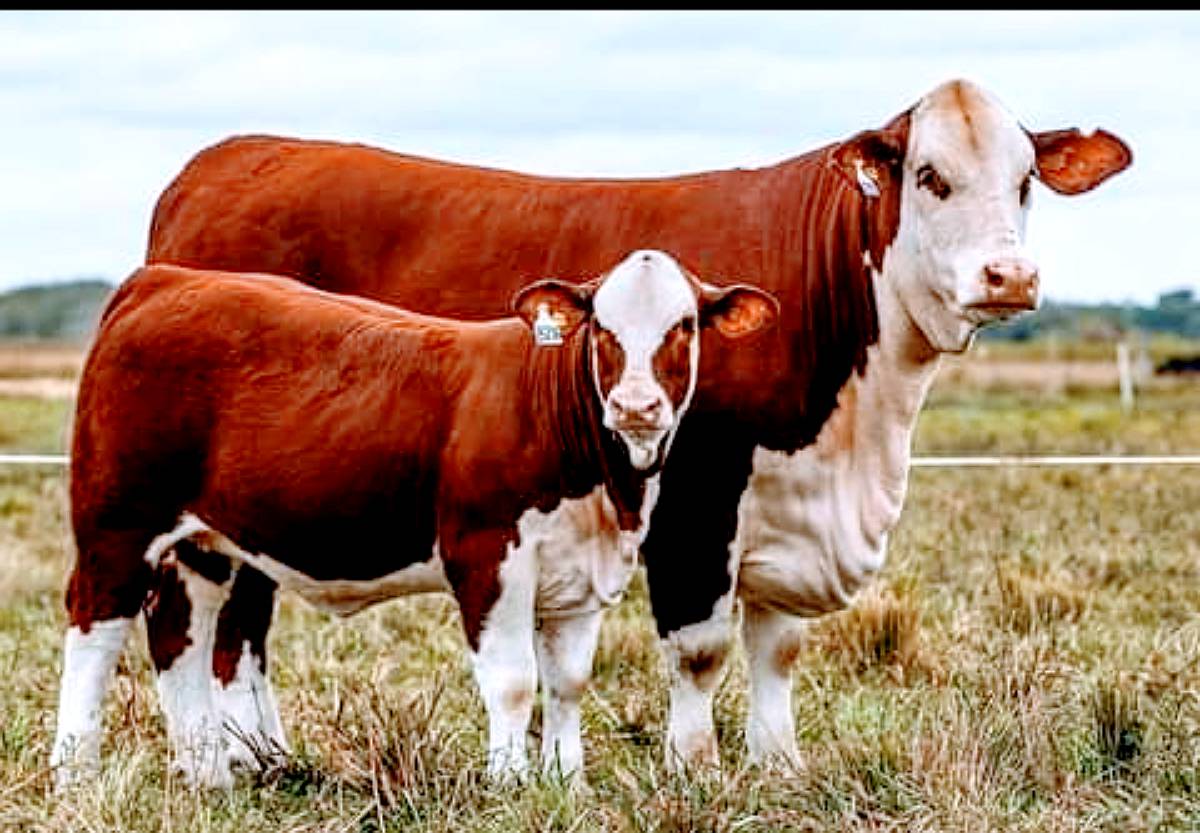Vacas Gorda Y Manufa Agroads cod 747480 vacas-gorda-y-manufa-agroads-cod-747480