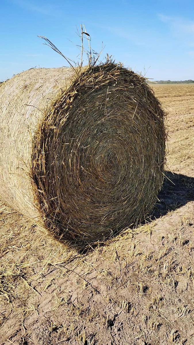 Productor Liquida Rollos Moha con Panoja - Peso 600-640 Kg - Agroads