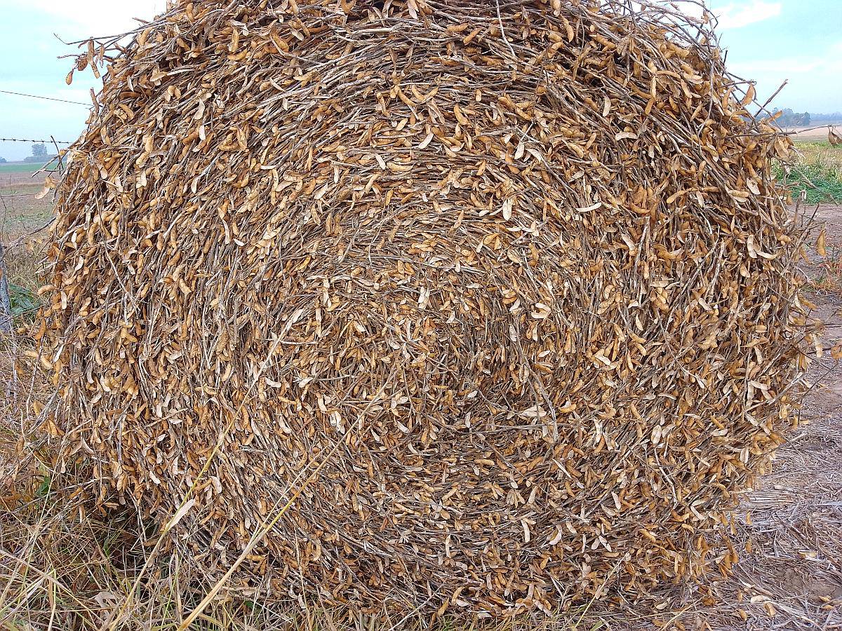 Vendo Rollos de Rastrojo de Soja con la Planta Entera - Agroads