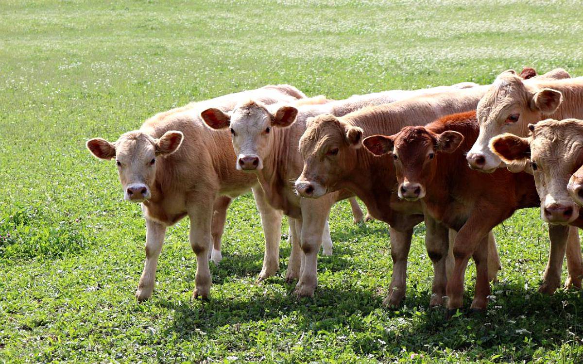 92 Terneros 150 Kilos $ 400 + IVA con Algo Plazo - Agroads