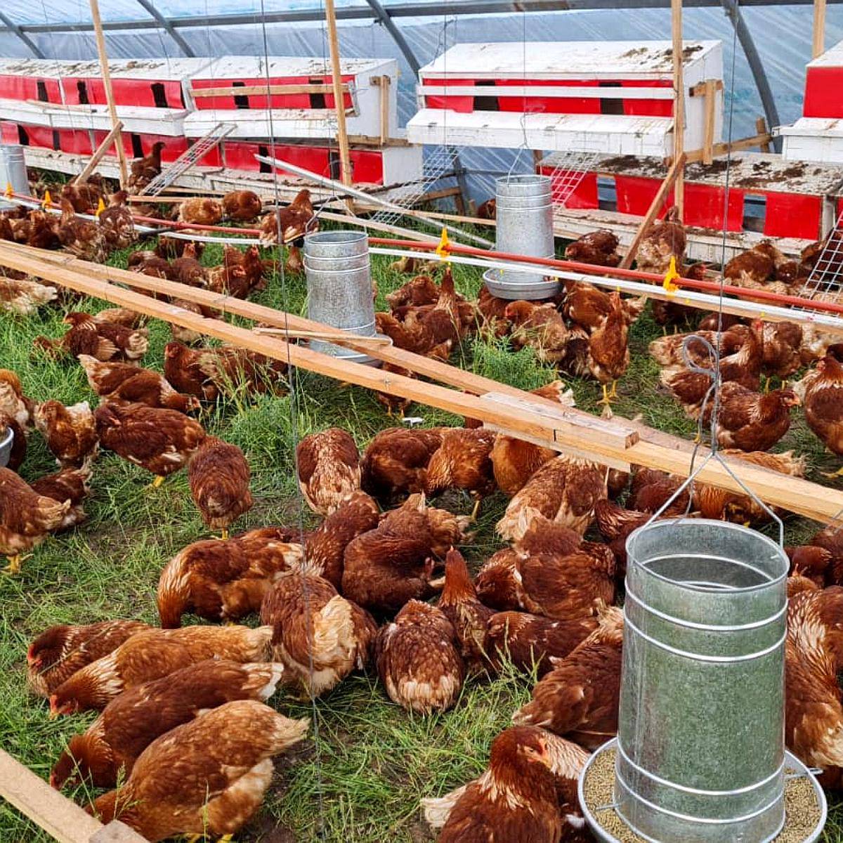 Vendo 500 Gallinas Ponedoras en Postura - Agroads
