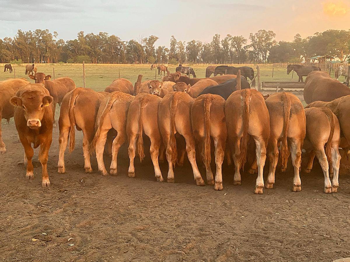 Venta de Toros Limousin - Agroads