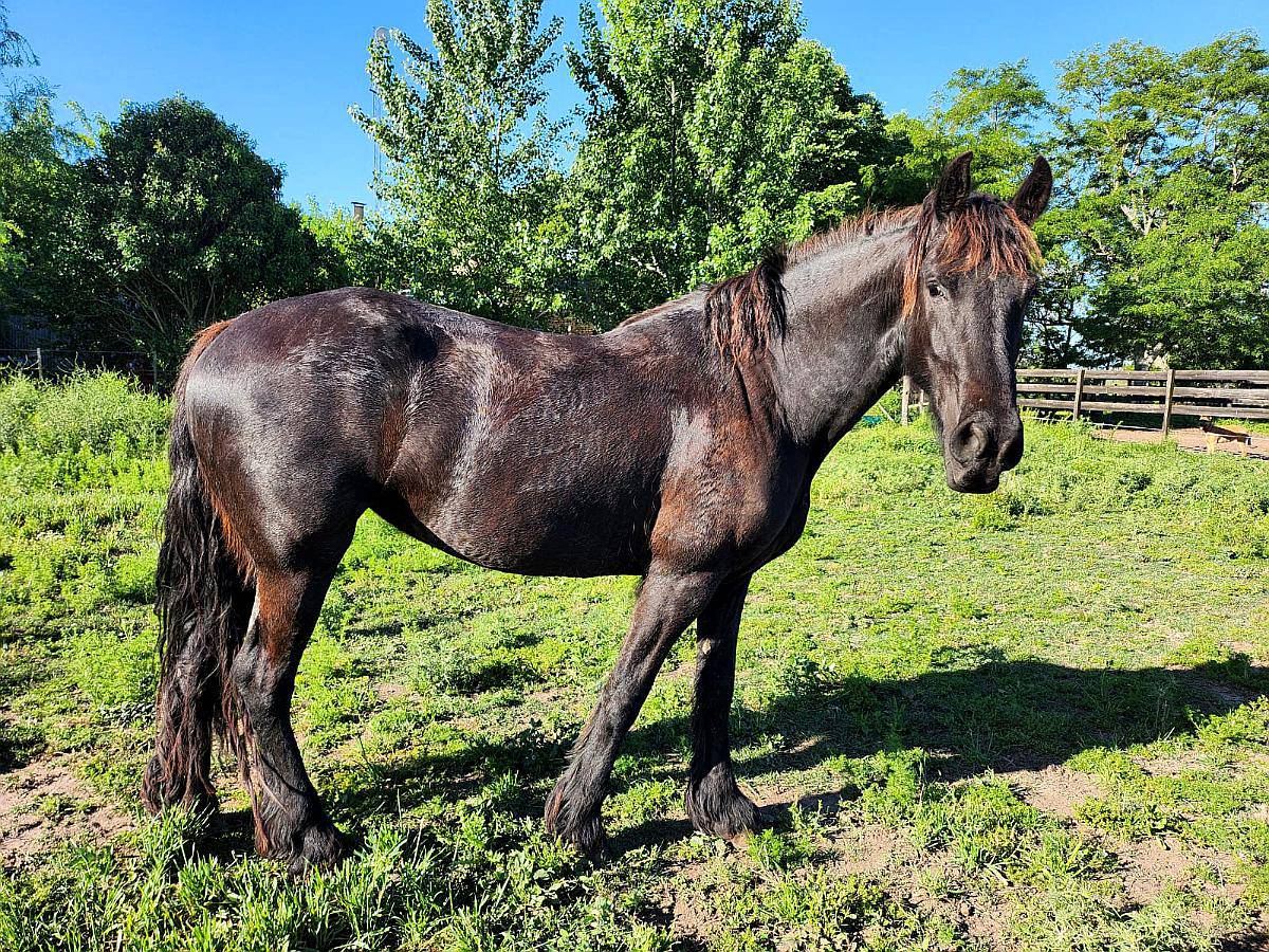 Caballo Frison Registrado (potrillo) - Agroads