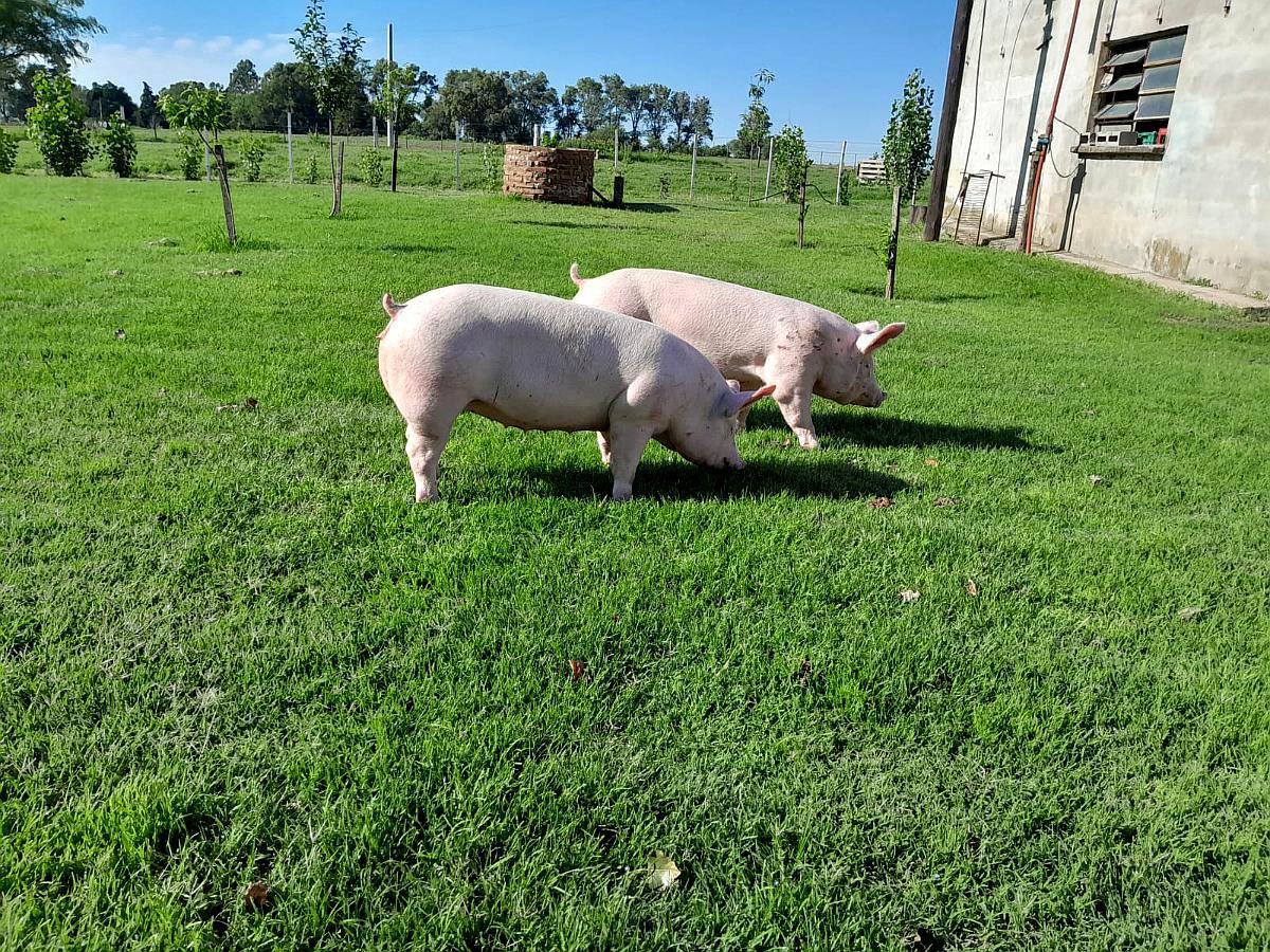 Cachorras Landrace X Yorkshire - Agroads