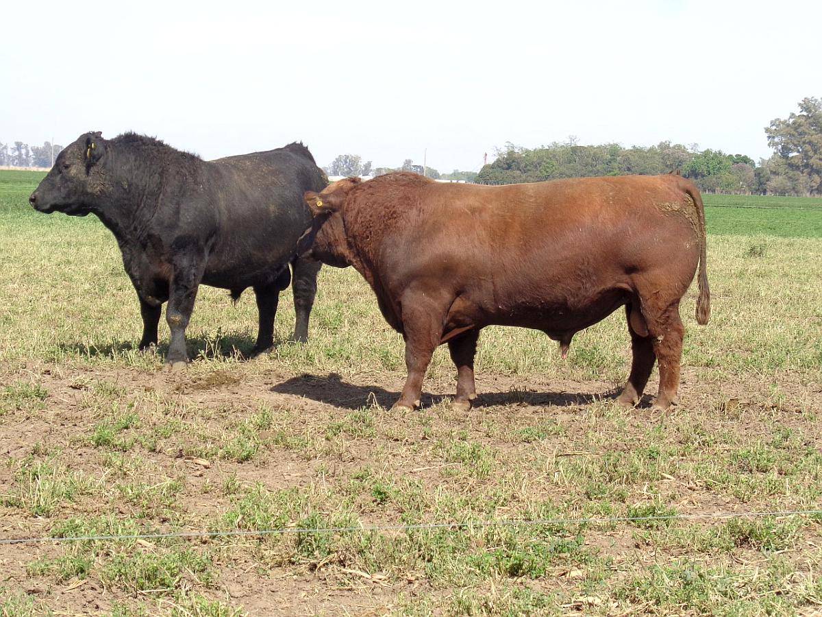 Toros Angus con Alta Capacidad de Servicio - Agroads