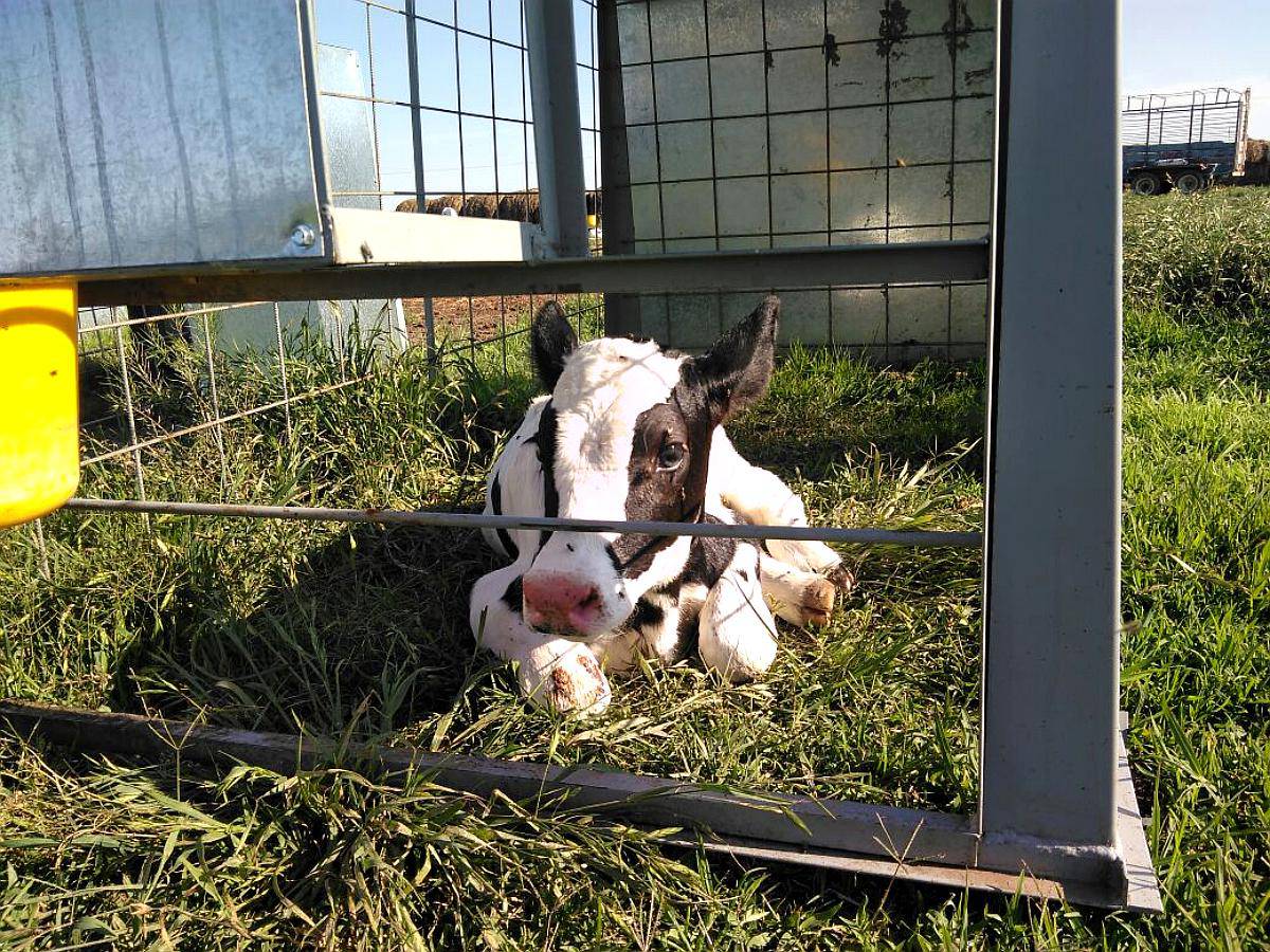 Jaula Crianza Terneros / Guachera - Industrias Magno - Agroads