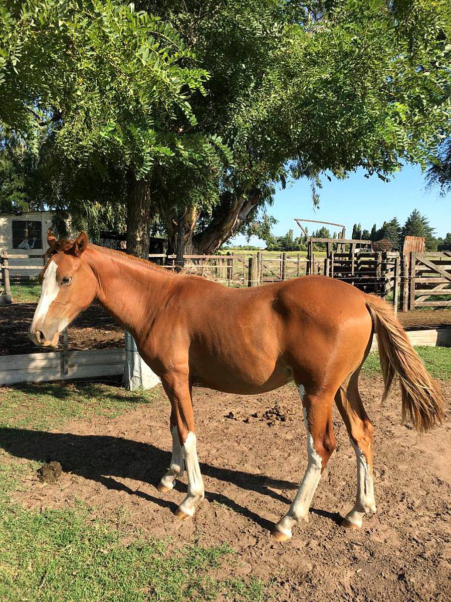 Potrillo Macho de 1 año de Edad - Agroads