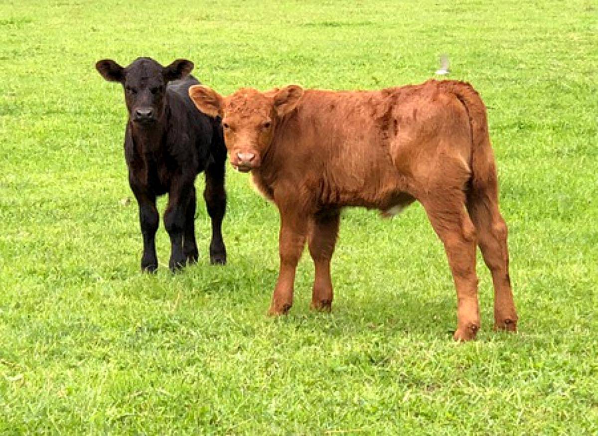 92 Terneros 79 M Enteros 13 H 150 Kilos 410 + IVA con Plazos - Agroads