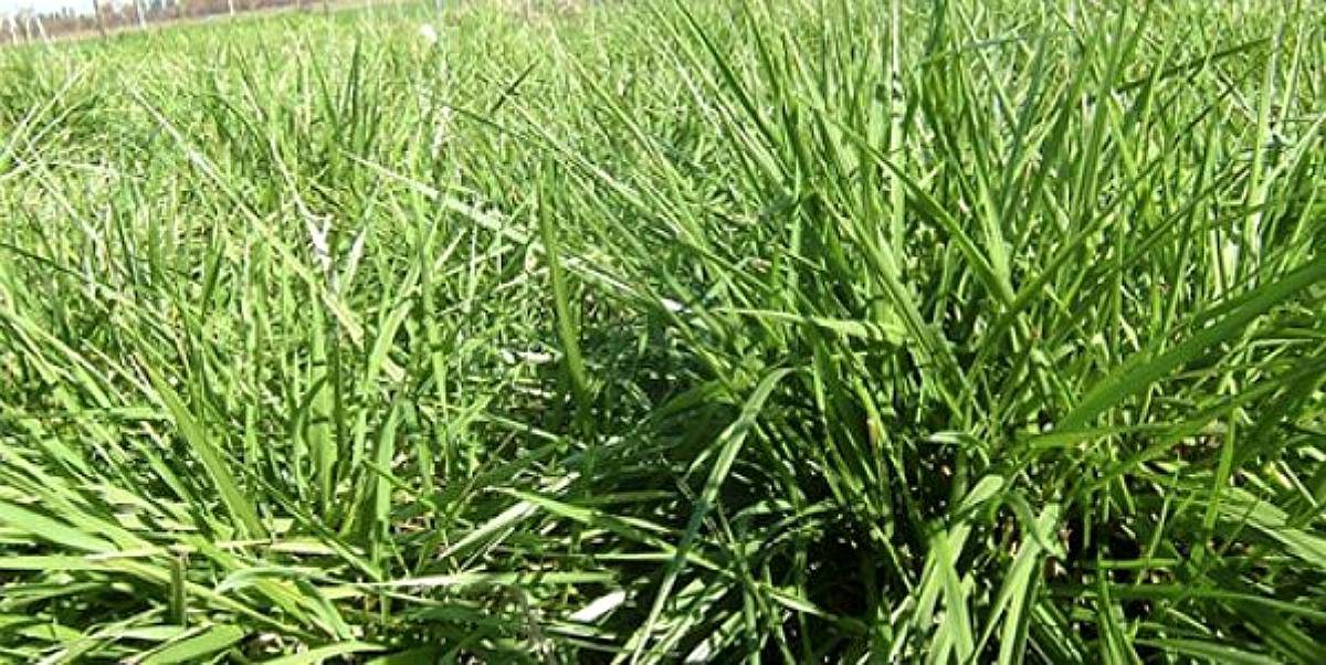 Semilla de Festuca Mediterranea MED100 - Gentos - Agroads