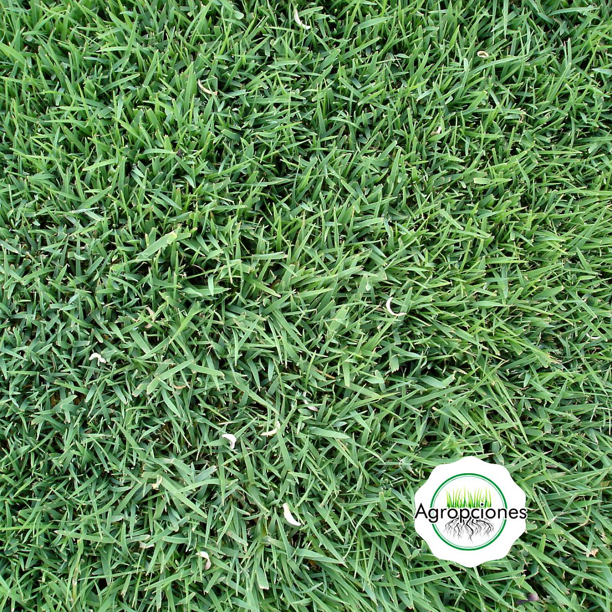 Semilla de Festuca Rubra - Cesped - Agroads