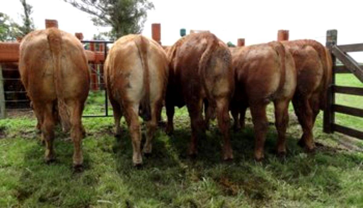 280 Novillos Feedlot VER Especificaciones Antes de Contacto - Agroads