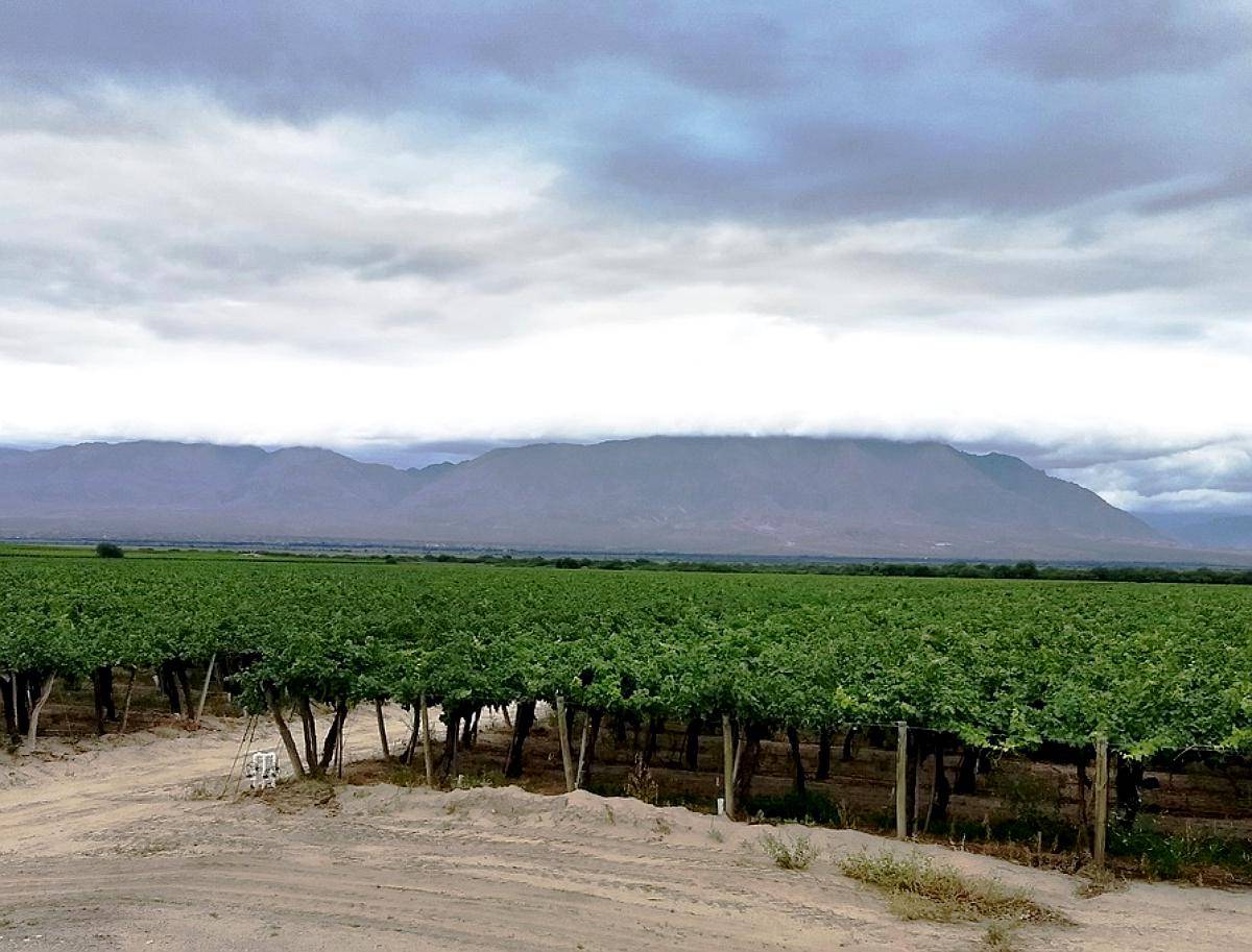 50 Has Viñedos en Producción, Animaná, Salta. 50 hectáreas. - Agroads