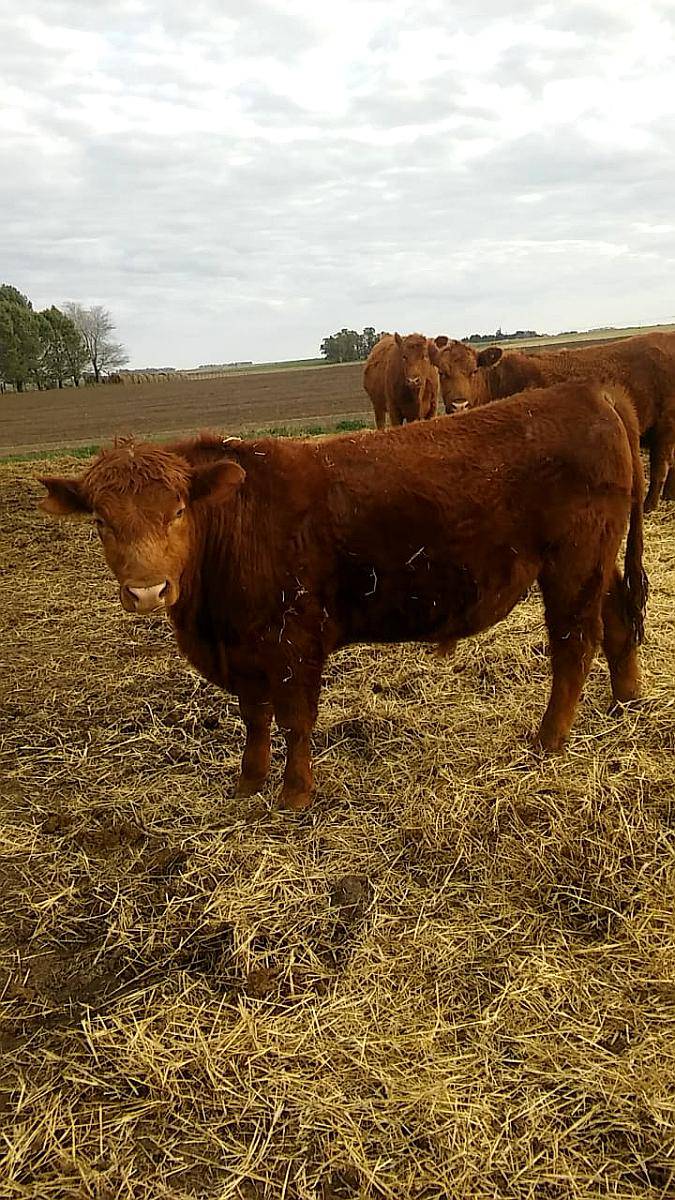 Vendo Toritos Angus Colorado - Agroads