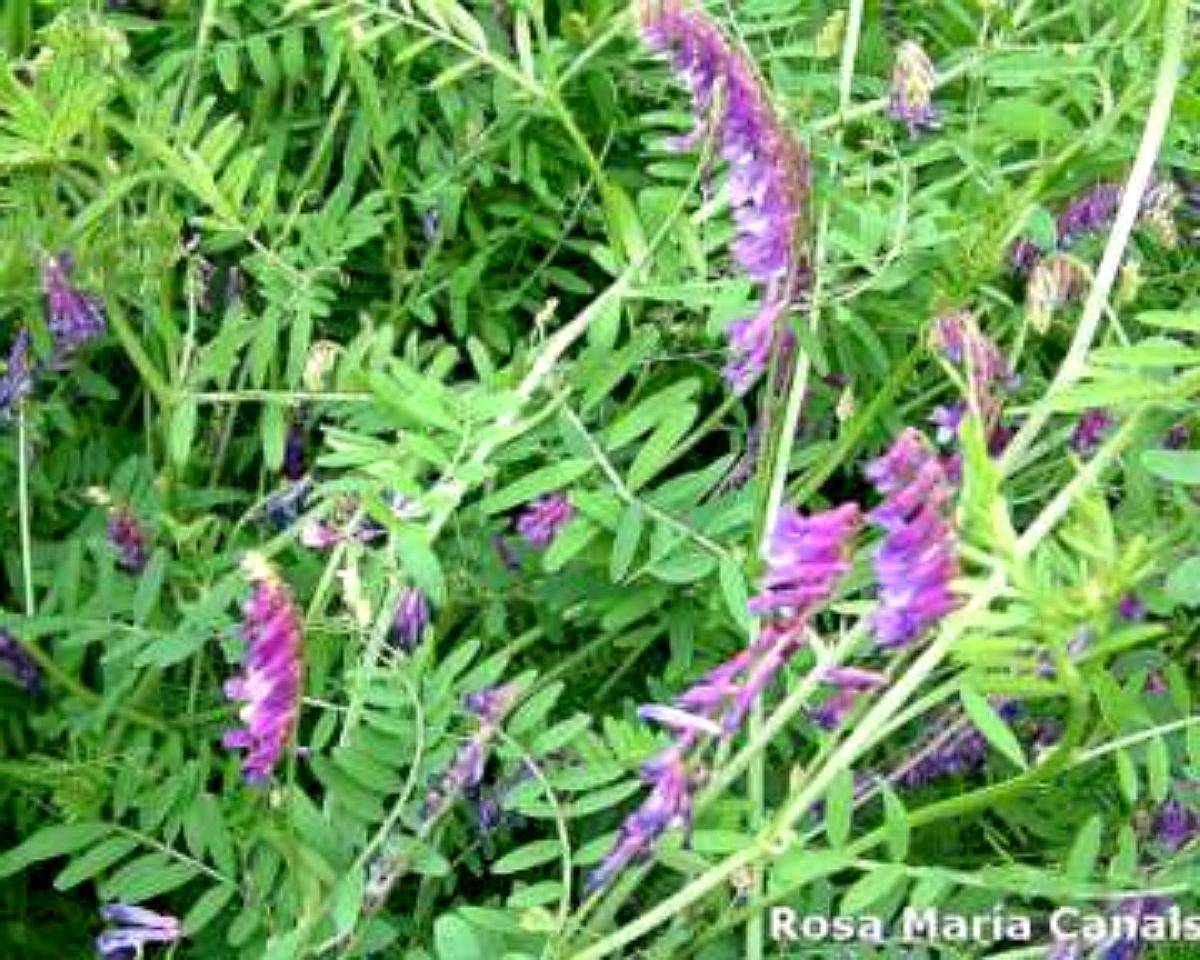 Compramos Vicia Villosa - Agroads