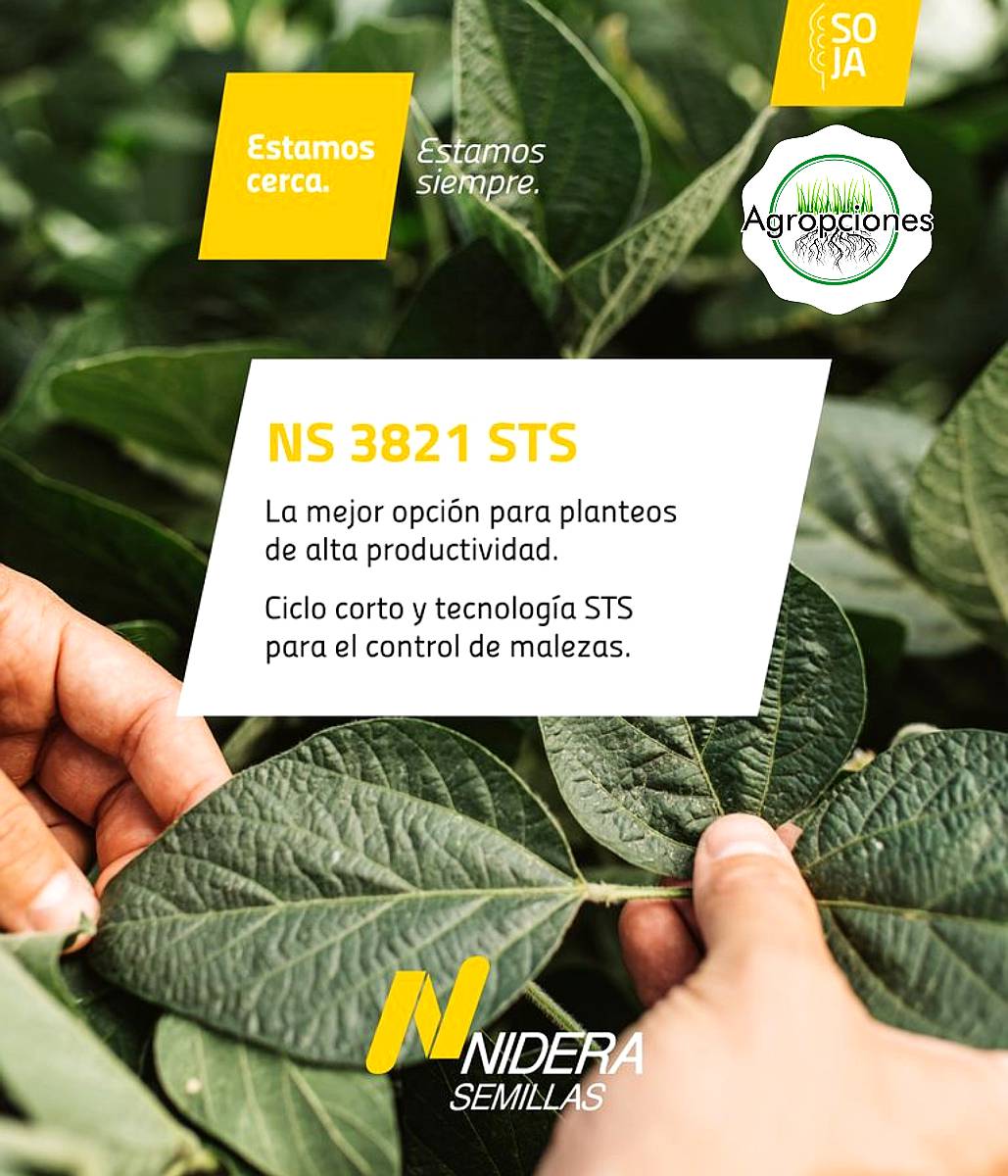 Semilla de Soja NS 3821 Rr/sts - Semillas Nidera - u$s 29 - Agroads