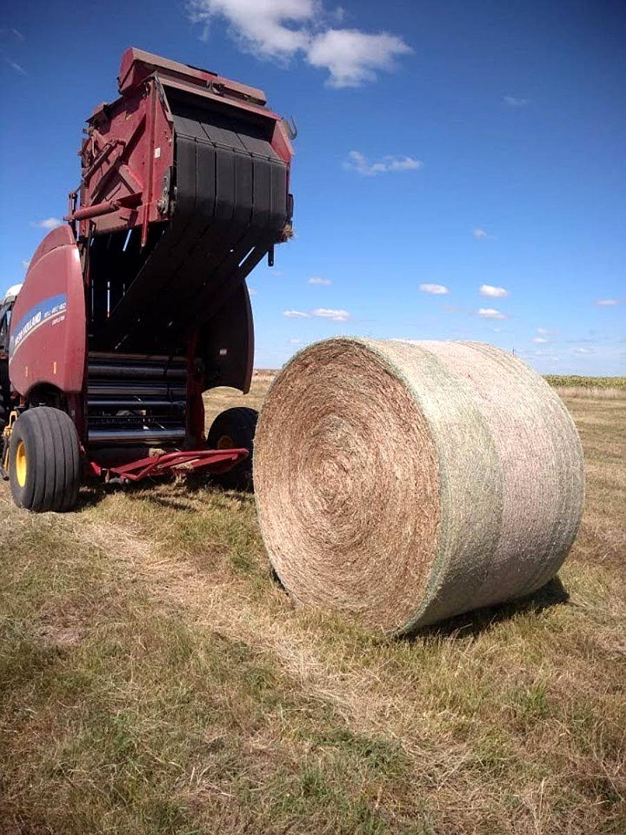 Venta de Rollos de Pastura, Avena , RYE Grass, Alfalfa, ETC - Agroads