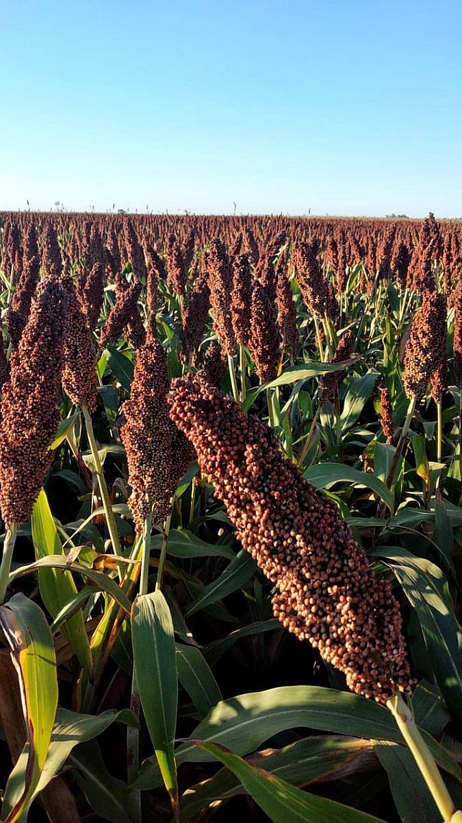 Sorgo Graníero el Sorgal Máximo - Agroads