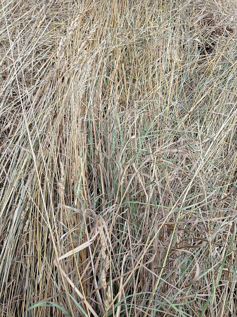 Rollos Anchos de Pasto Ovillo y Festuca - $ 3.900 - Agroads