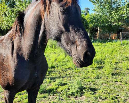 Caballo Frison Registrado (potrillo) - Agroads