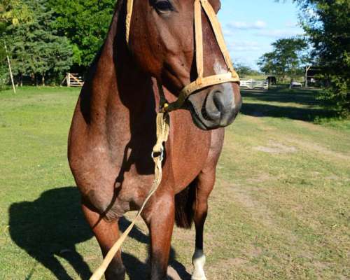 Cabayo Criollo de 8 Años - Agroads