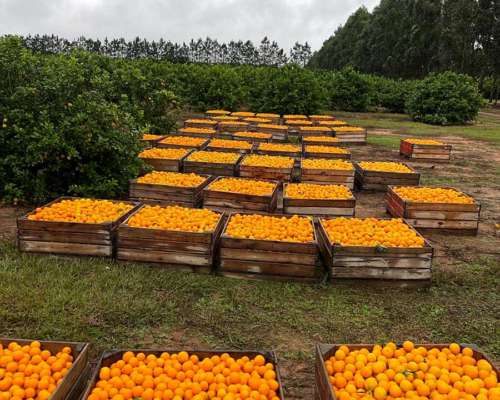 Venta Finca de Limón y Naranja - u$s 8.000 - Agroads (cod: 901751)