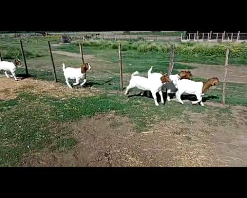 Vendo Chivas/os Boer para Cría - Agroads