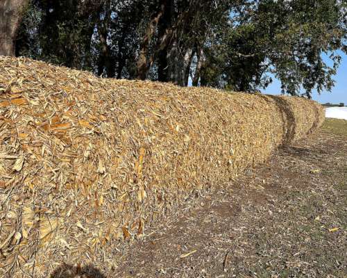Rollo de Rastrojo de Maíz con Pasto - $ 6.500 - Agroads