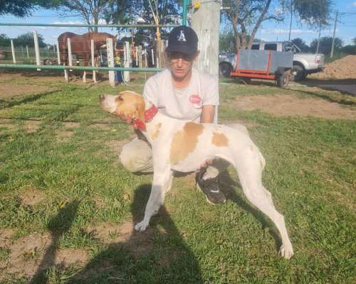 Vendo Cachorra Pointer 9 Meses - Agroads (cod: 1046084)
