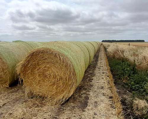 Rollo Cola de Cebada 2023 - $ 16.000 - Agroads