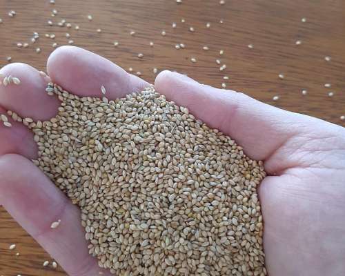 Semilla de Moha Maquinada y Embolsada - $ 90 - Agroads